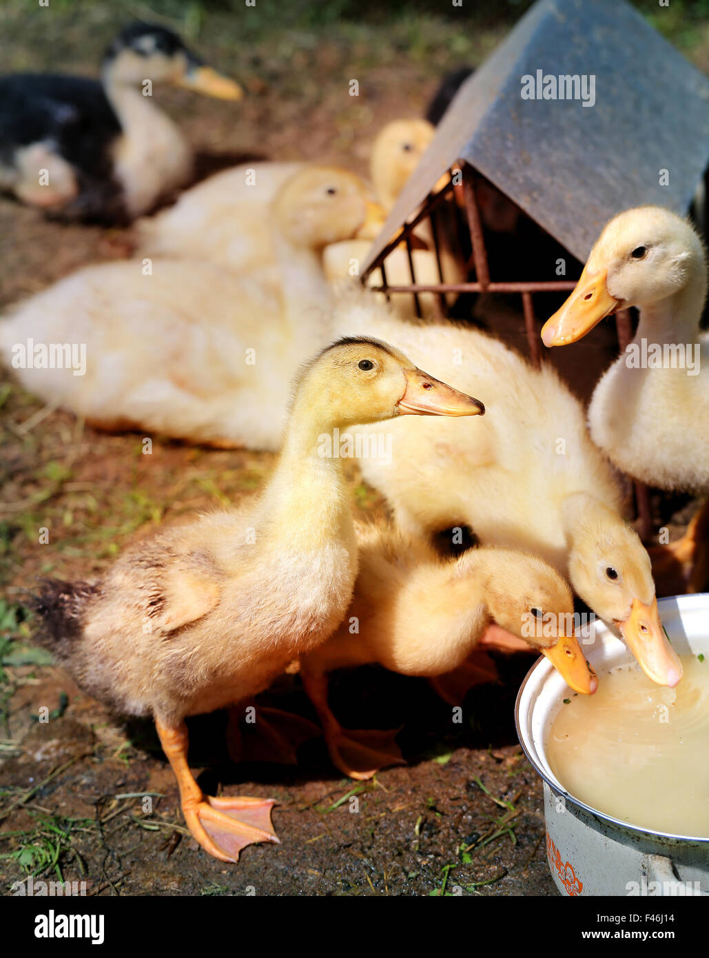 Beautiful ducks on a farm photographed close up Stock Photo - Alamy