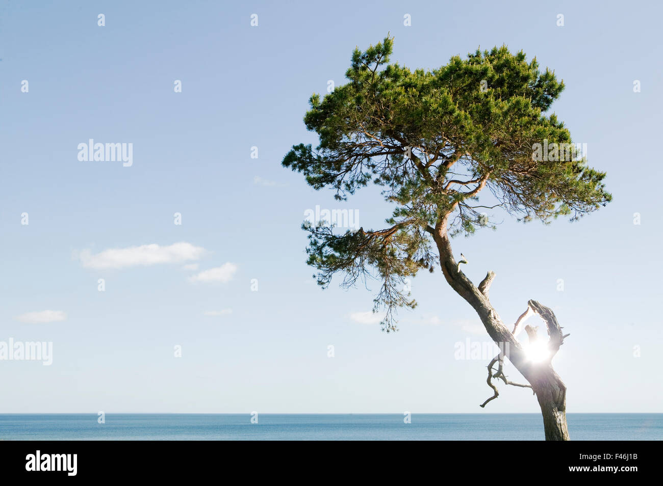 A pine tree by the ocean, Havang, Skane, Sweden Stock Photo - Alamy