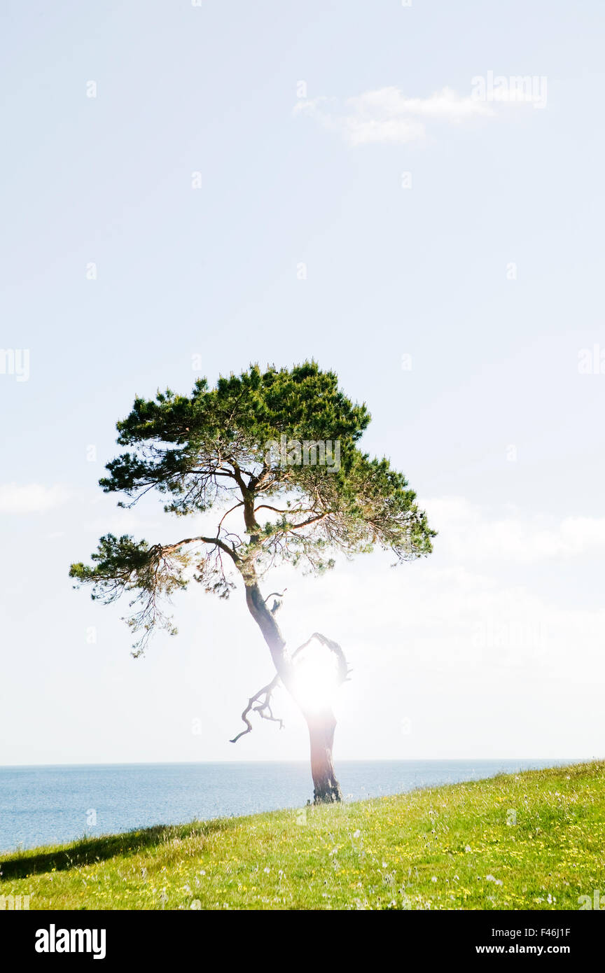 A pine tree by the ocean, Havang, Skane, Sweden Stock Photo - Alamy
