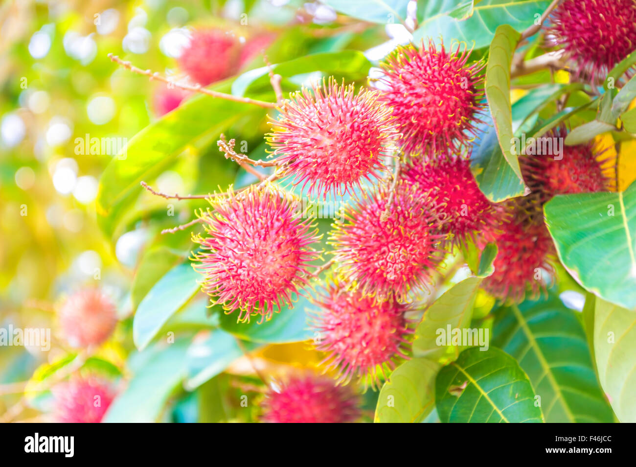 Fresh rambutan from the orchard on the eastern part of Malaysia Stock ...