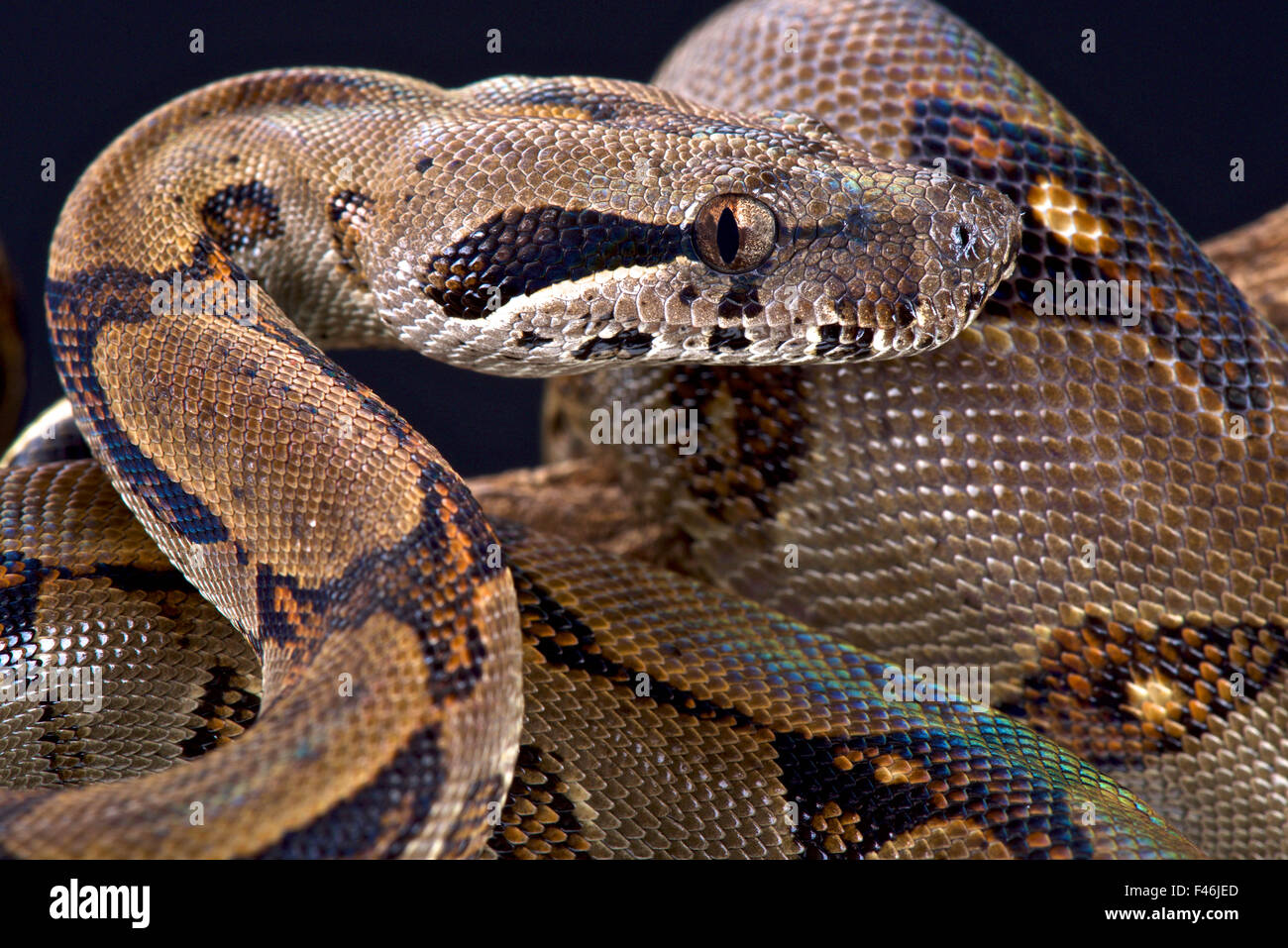 Pearl island panama hi-res stock photography and images - Alamy