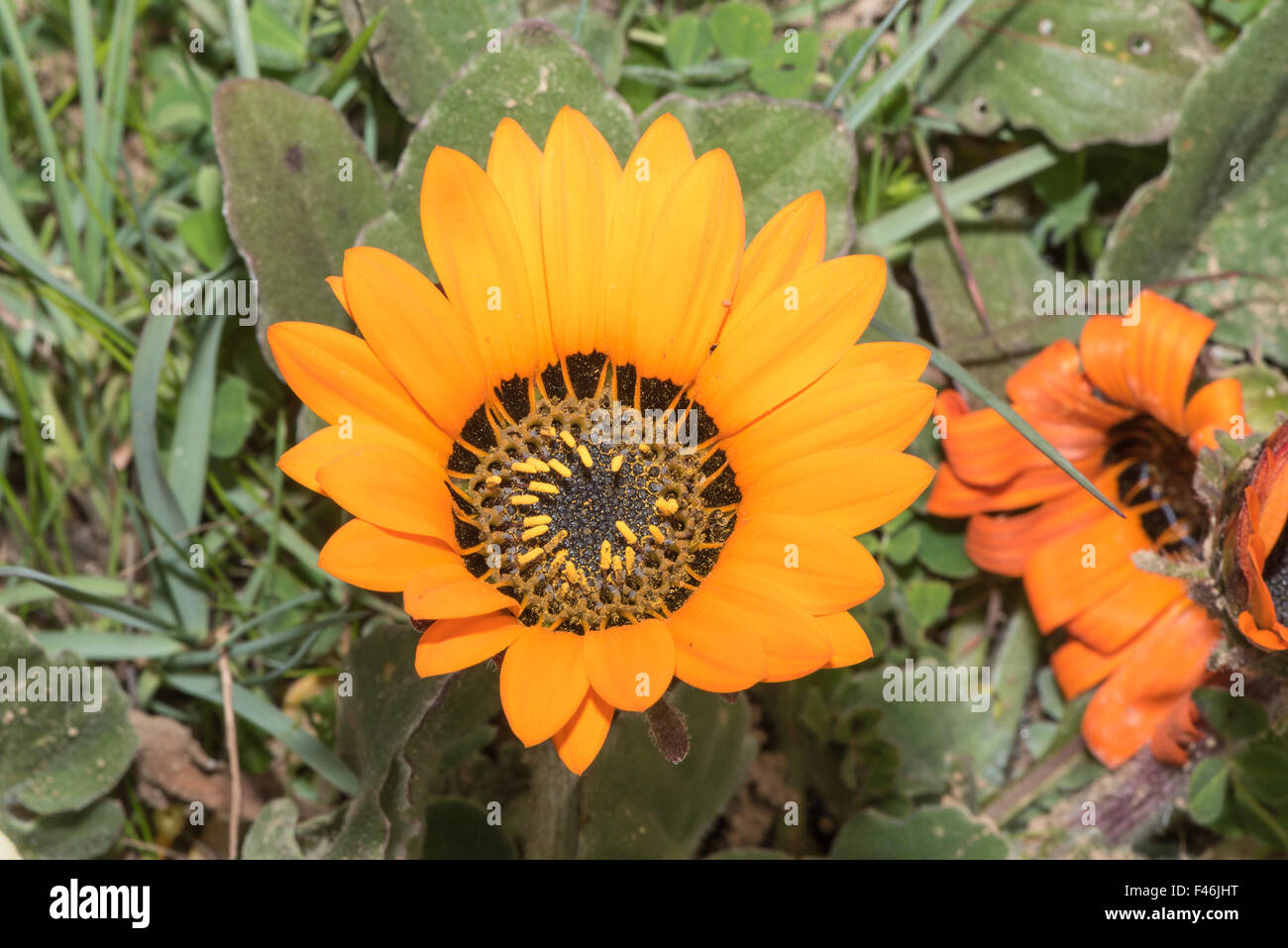 Namaqualand south africa botterblom hi-res stock photography and images ...
