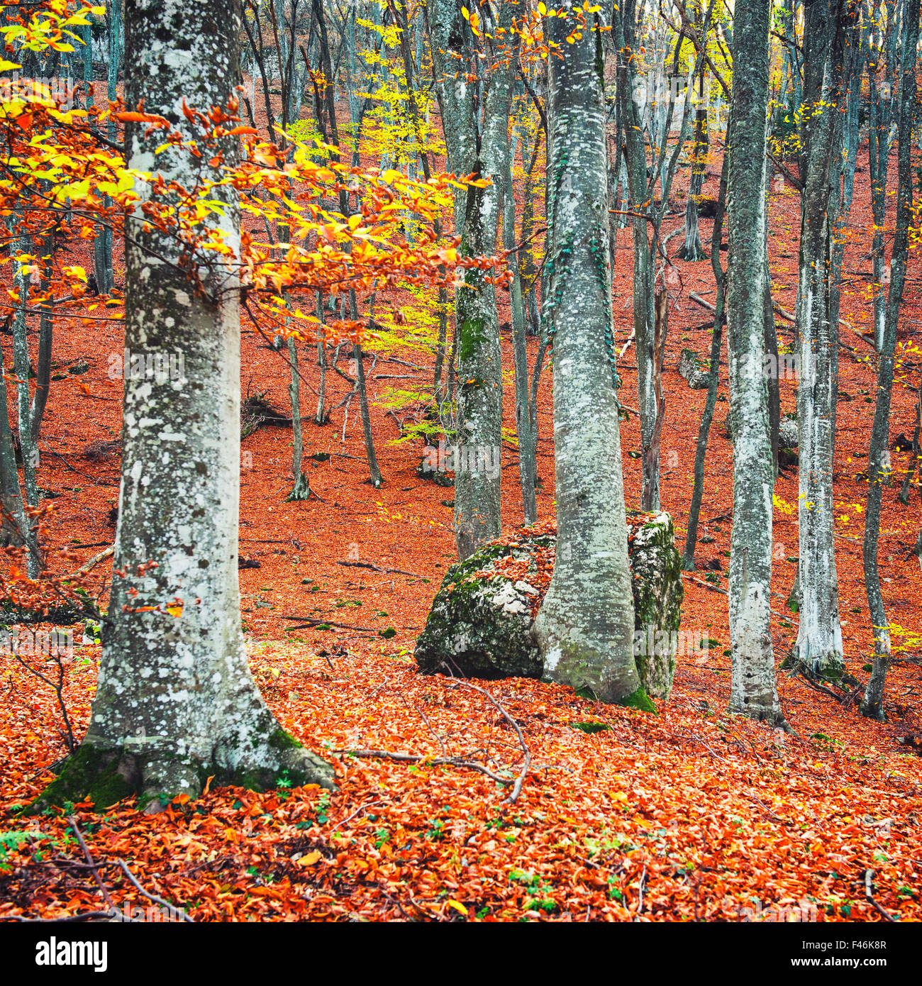 Beautiful autumn forest Stock Photo - Alamy