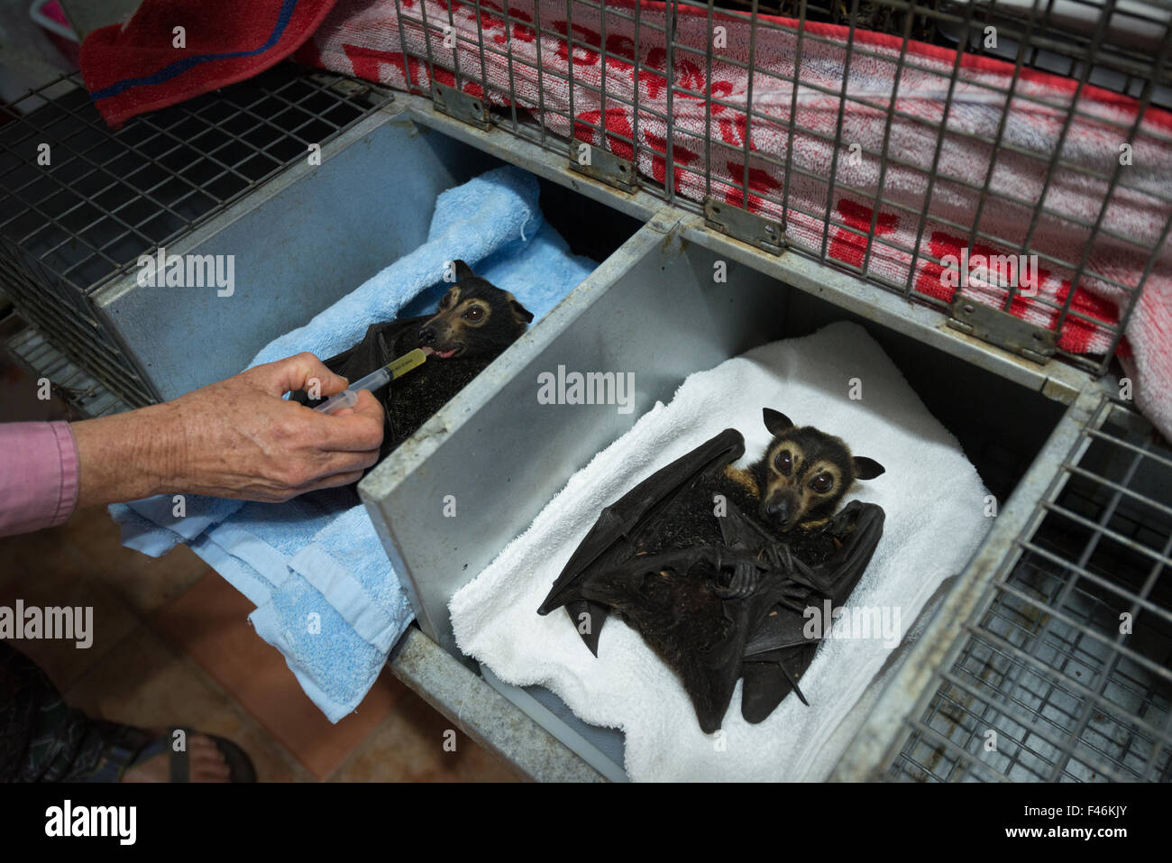 Spectacled flying foxes (Pteropus conspicillatus) paralysed after being ...