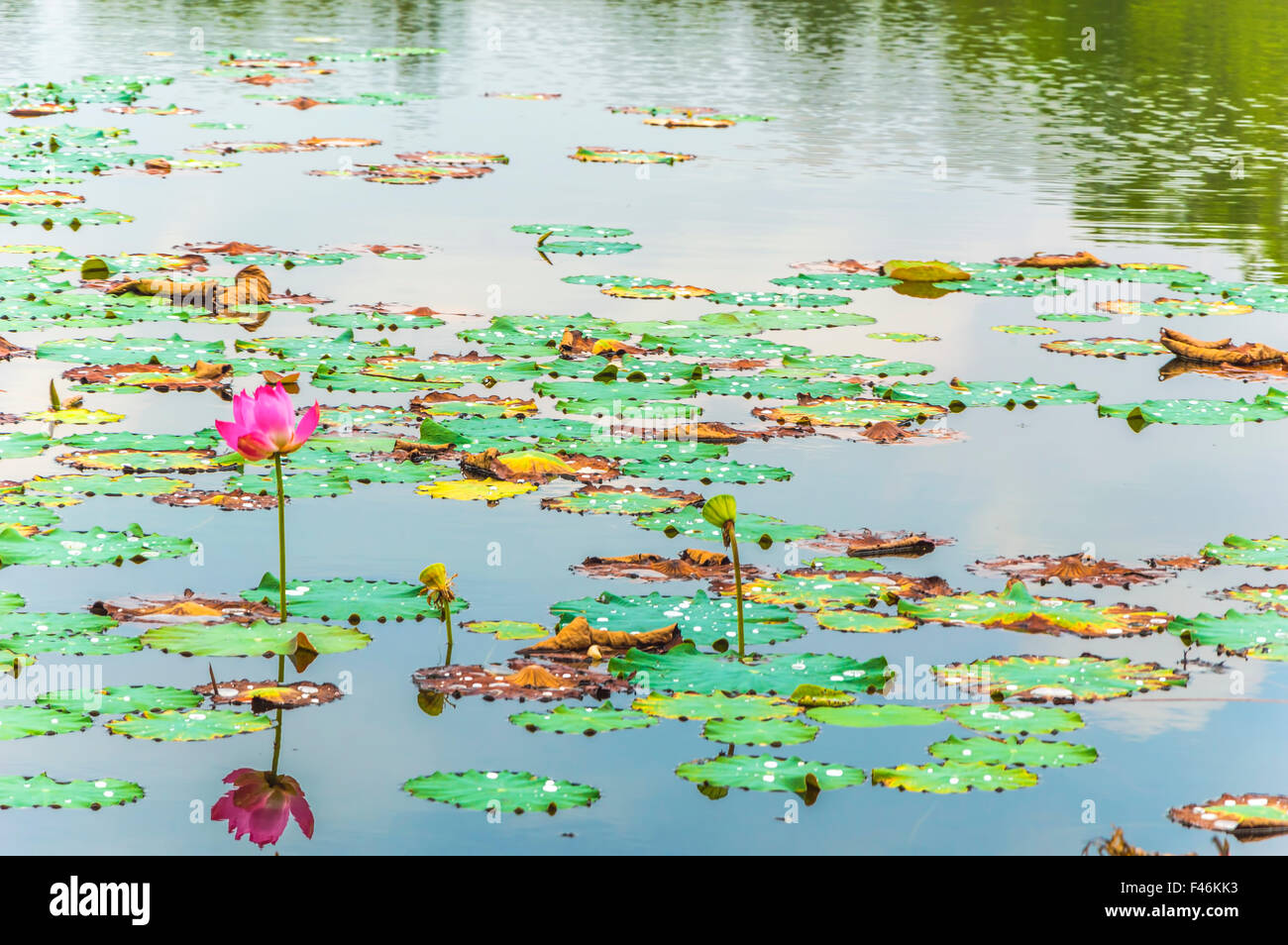 Dead Lotus Leaves High Resolution Stock Photography and Images - Alamy