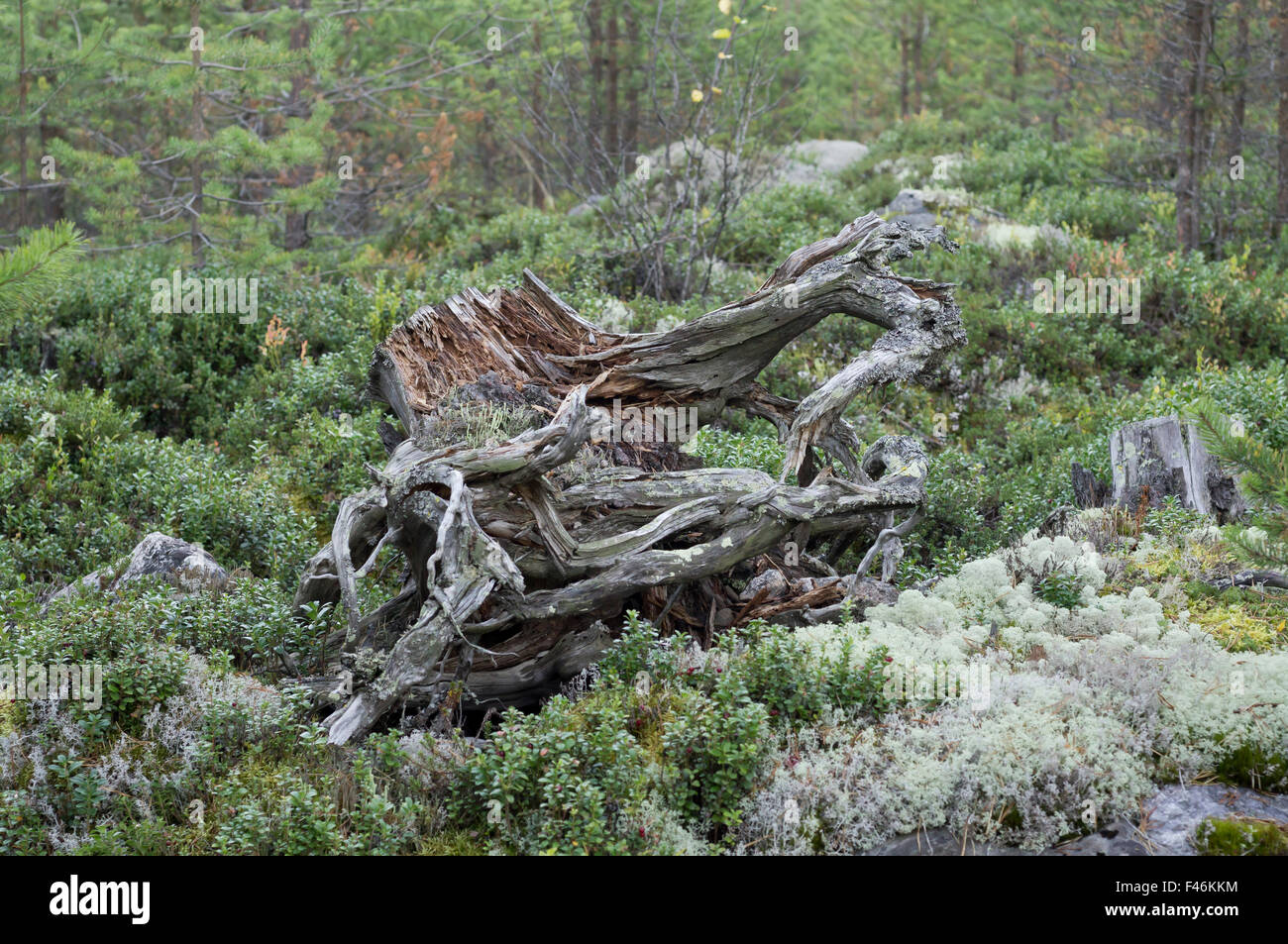 Uprooted tree trunk in the forest at Pilpasuo Stock Photo - Alamy