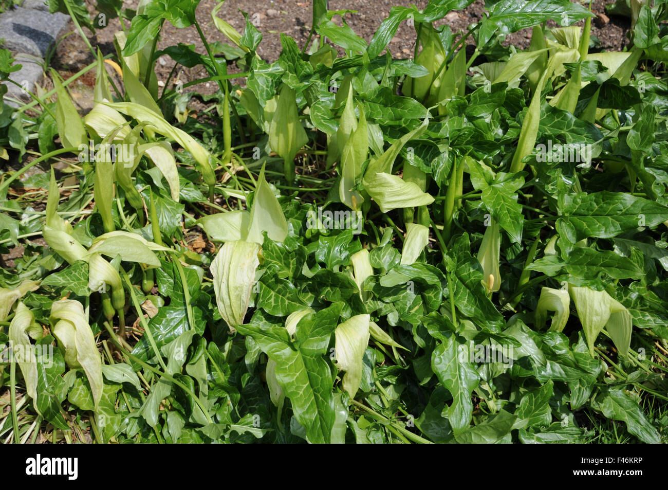 Arum maculatum lords ladies aronstab hi-res stock photography and ...