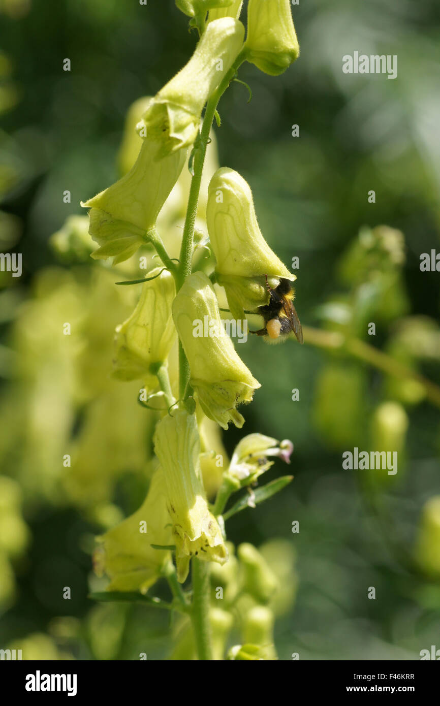 Yellow wolfsbane hi-res stock photography and images - Alamy