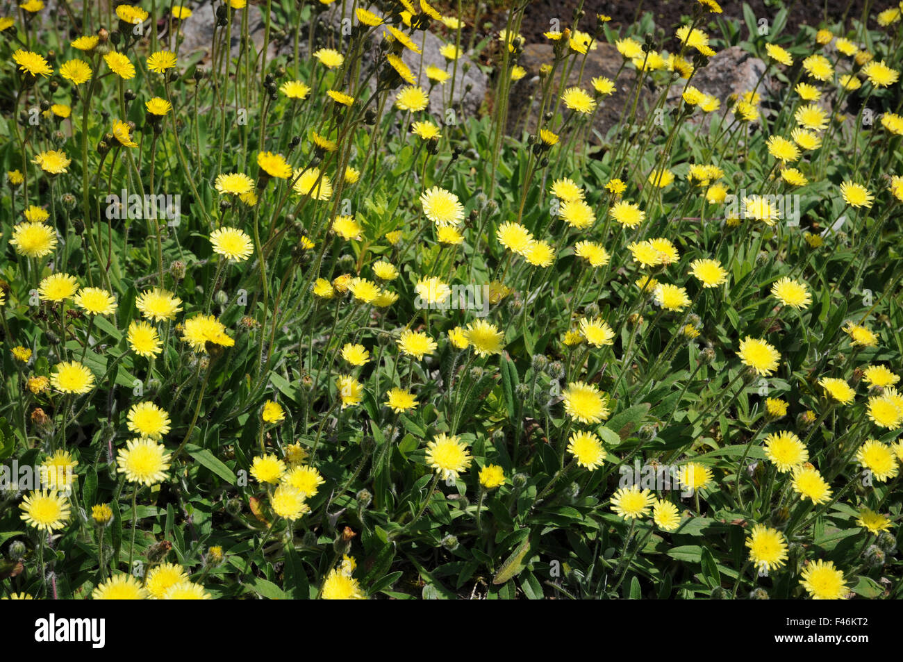 Lepeletier hi-res stock photography and images - Alamy