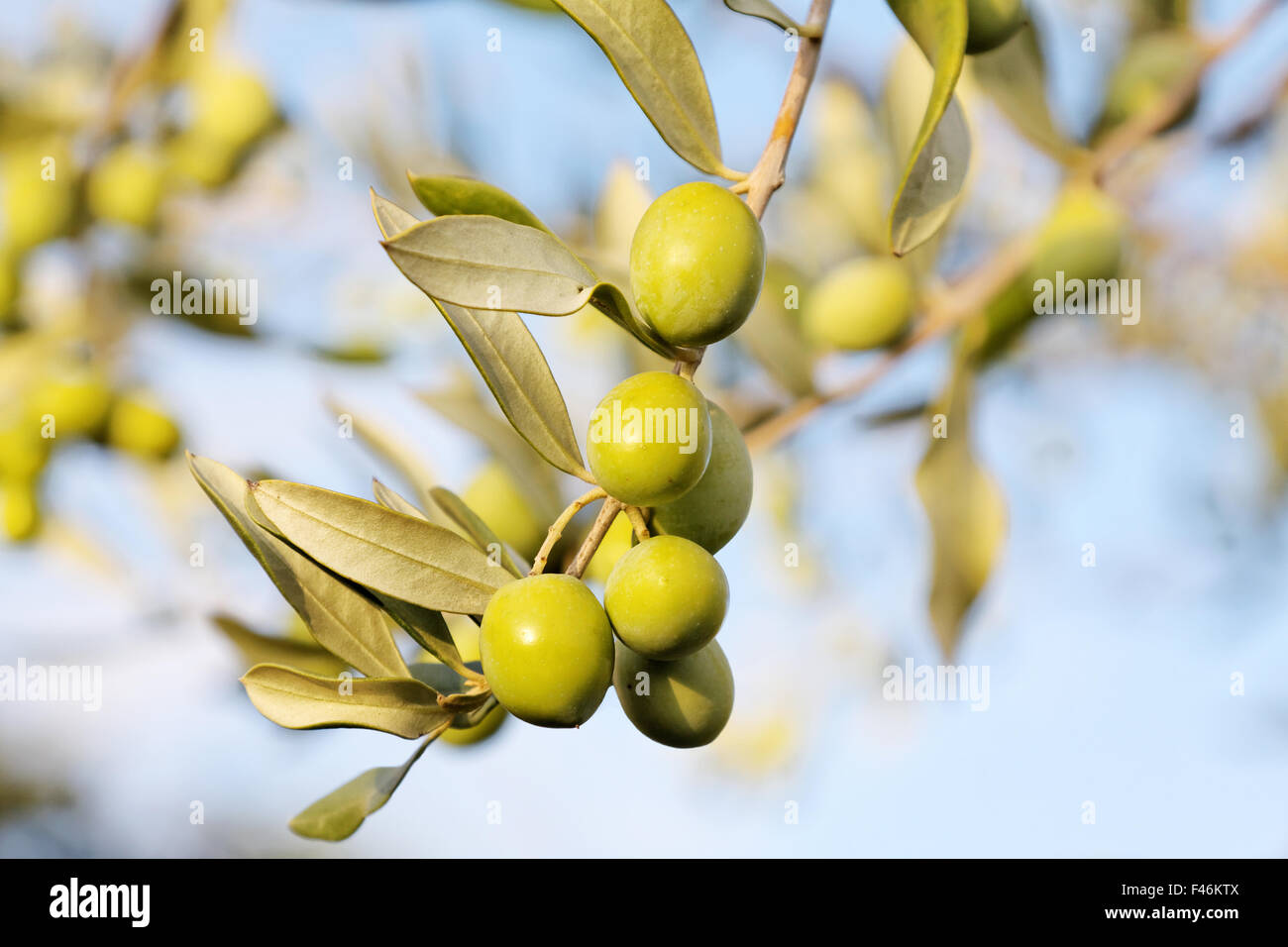 Agriculture farm field hi-res stock photography and images - Alamy