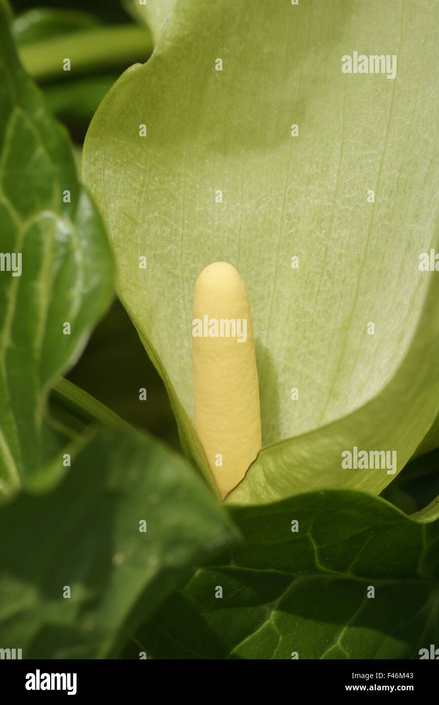 Italian arum plant hi-res stock photography and images - Alamy