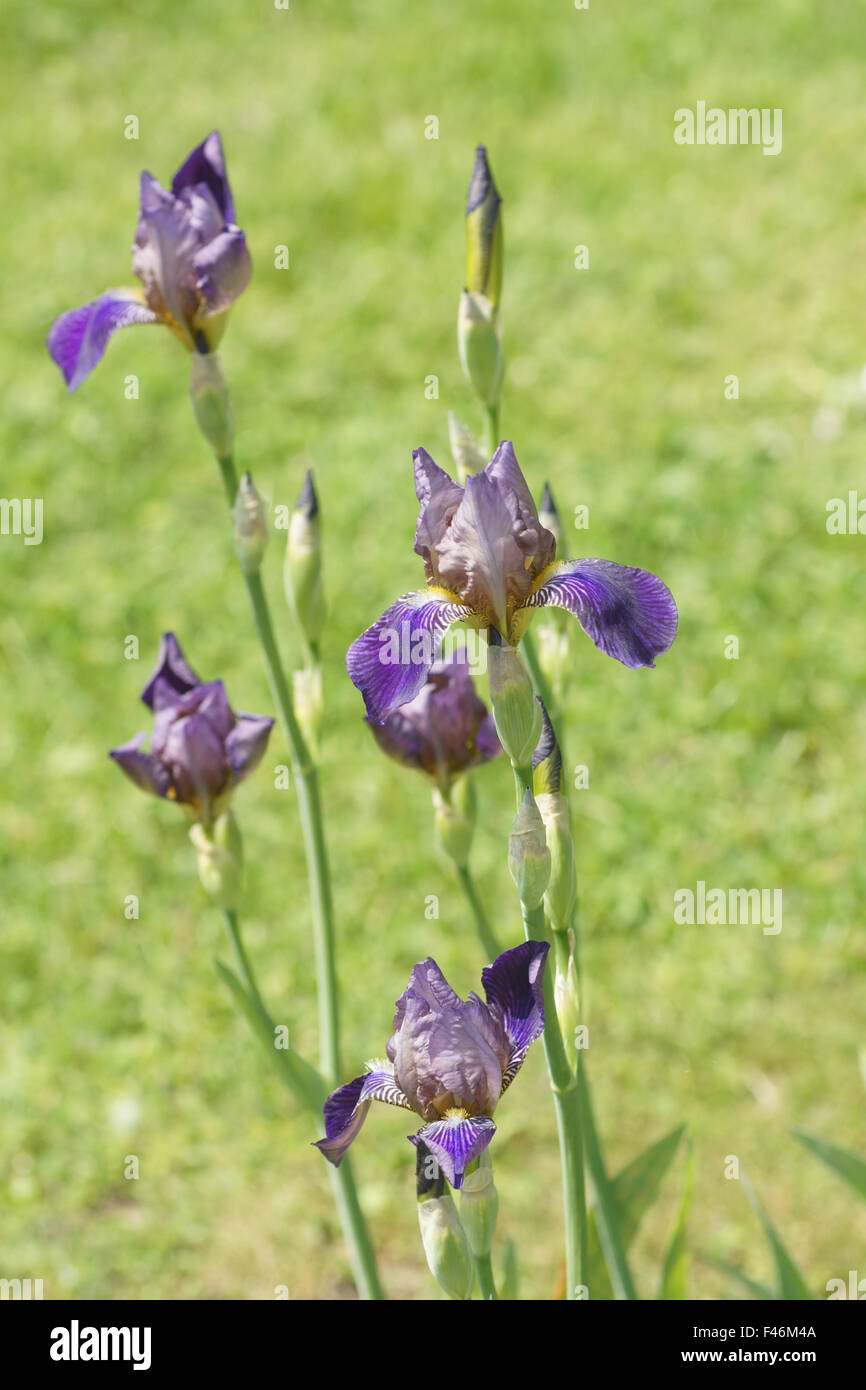 Tall bearded garden irises hi-res stock photography and images - Alamy