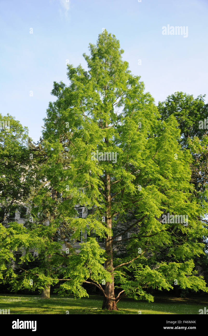 Dawn redwood hi-res stock photography and images - Alamy