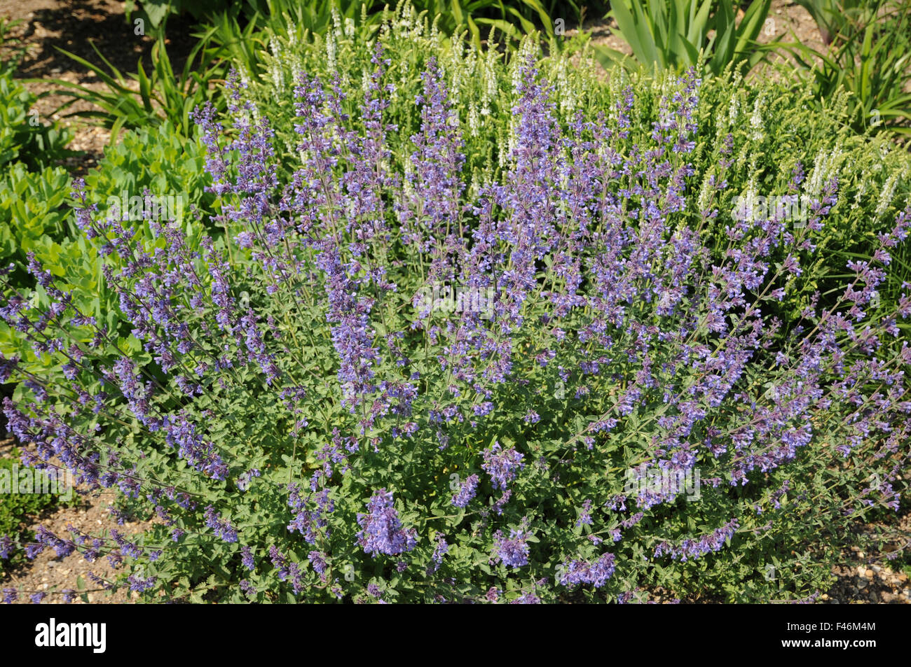 Catmints hi-res stock photography and images - Alamy