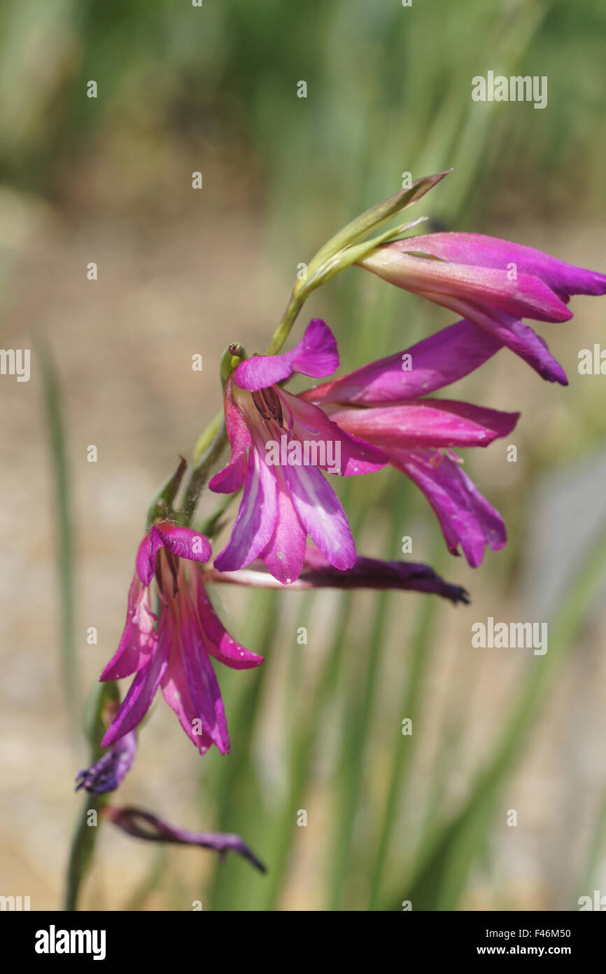 Byzantine gladiolus hi-res stock photography and images - Alamy