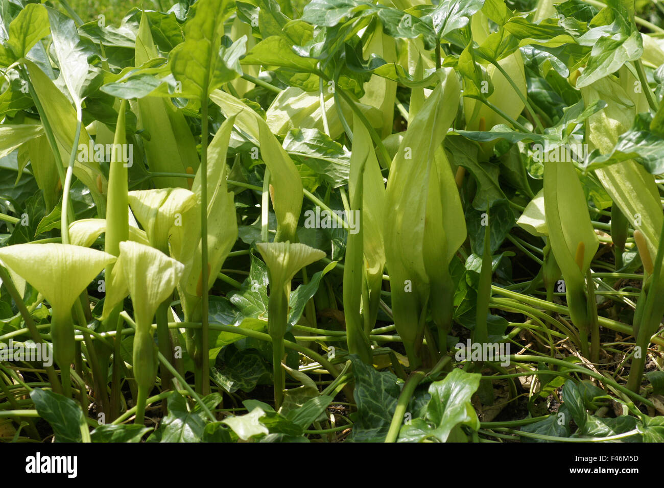 Arum maculatum aronstab High Resolution Stock Photography and Images ...
