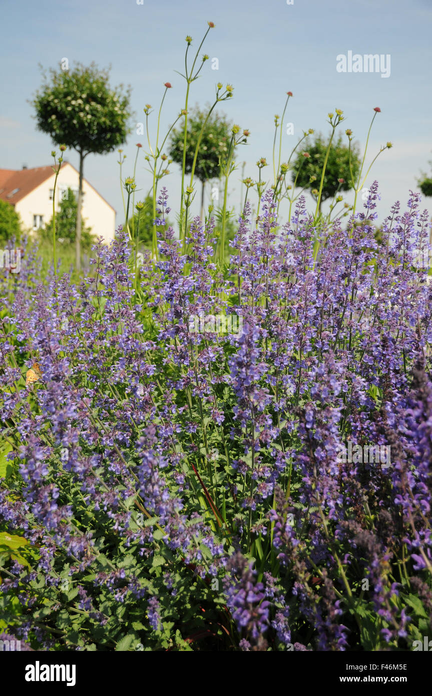 Catmints hi-res stock photography and images - Alamy