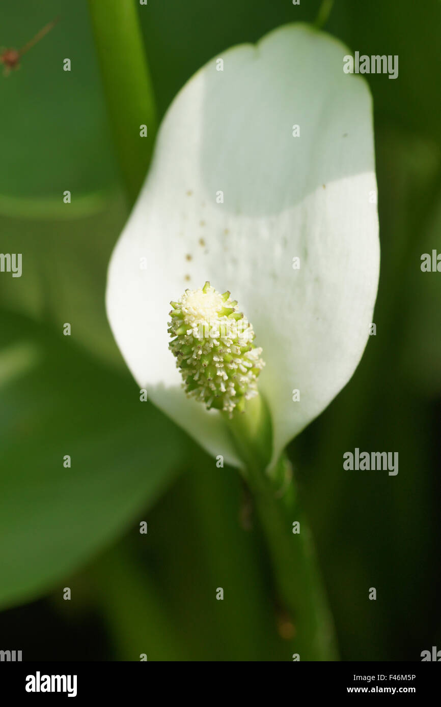 Bog arum calla palustris flowers hi-res stock photography and images ...
