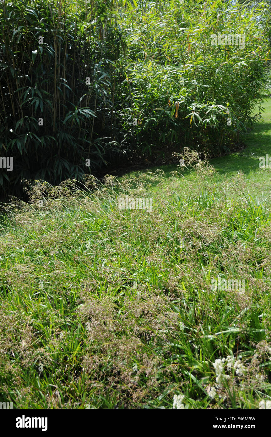 Great wood rush luzula sylvatica hi-res stock photography and images ...
