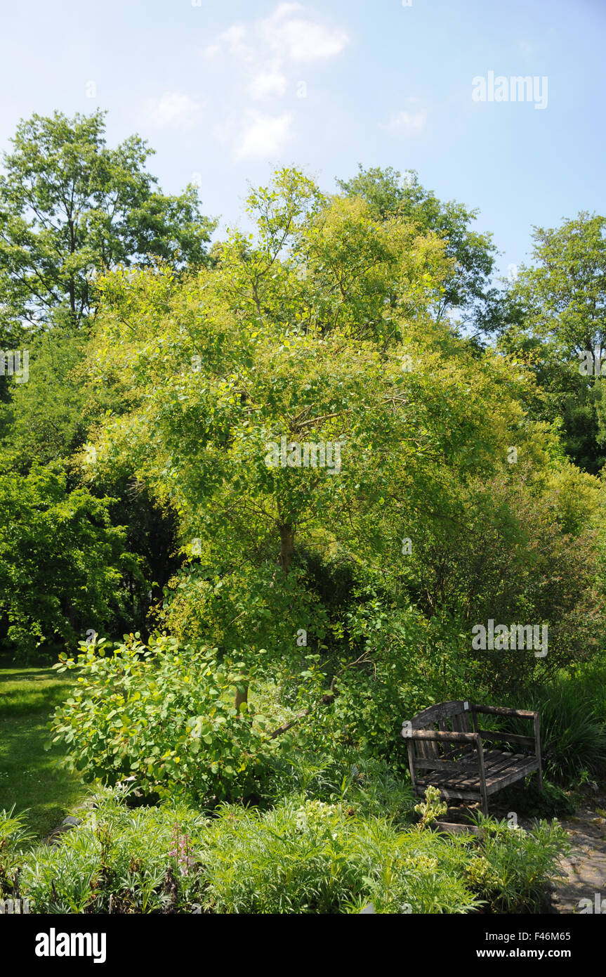 Smoke tree hi-res stock photography and images - Alamy