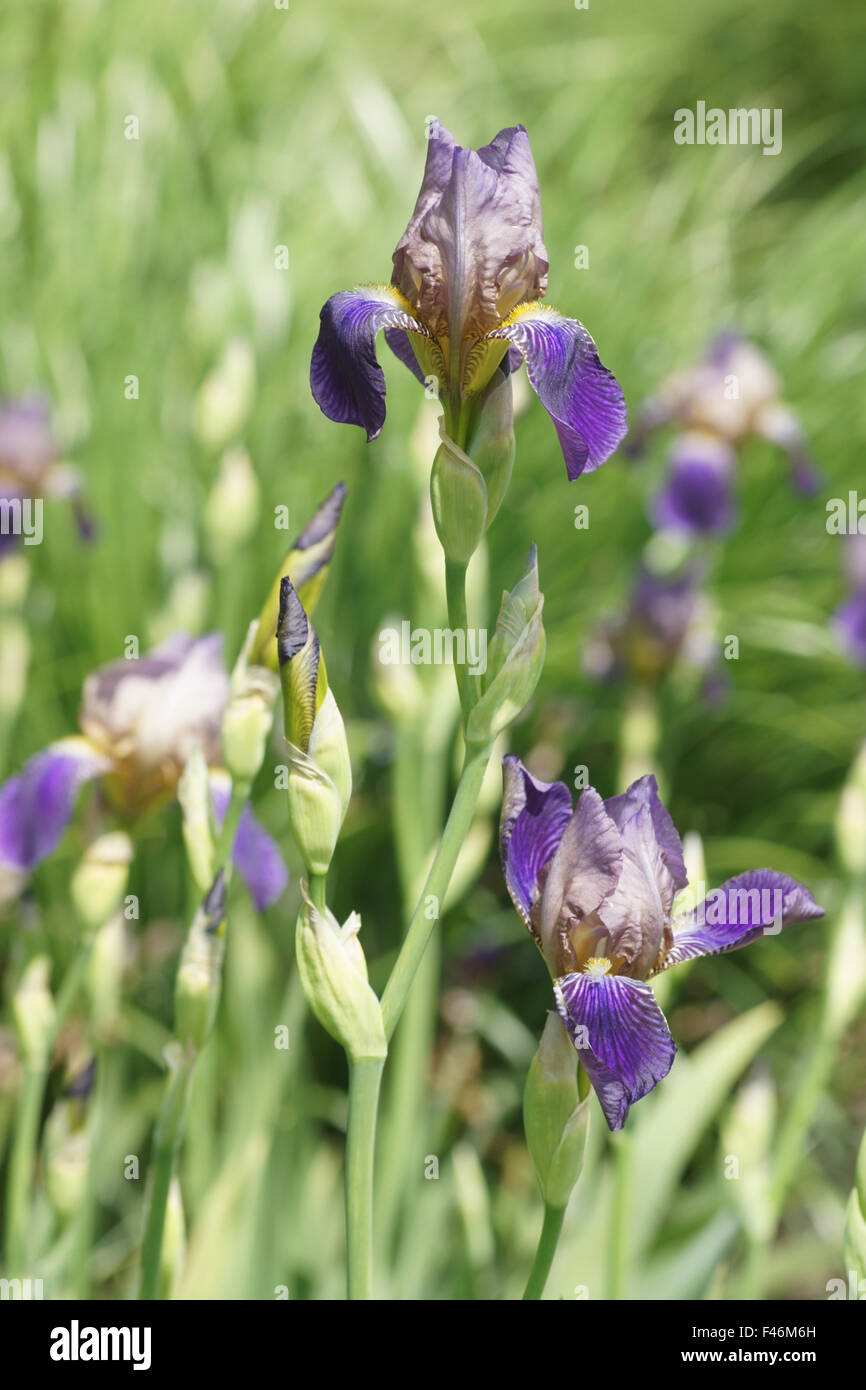 Tall bearded garden irises hi-res stock photography and images - Alamy