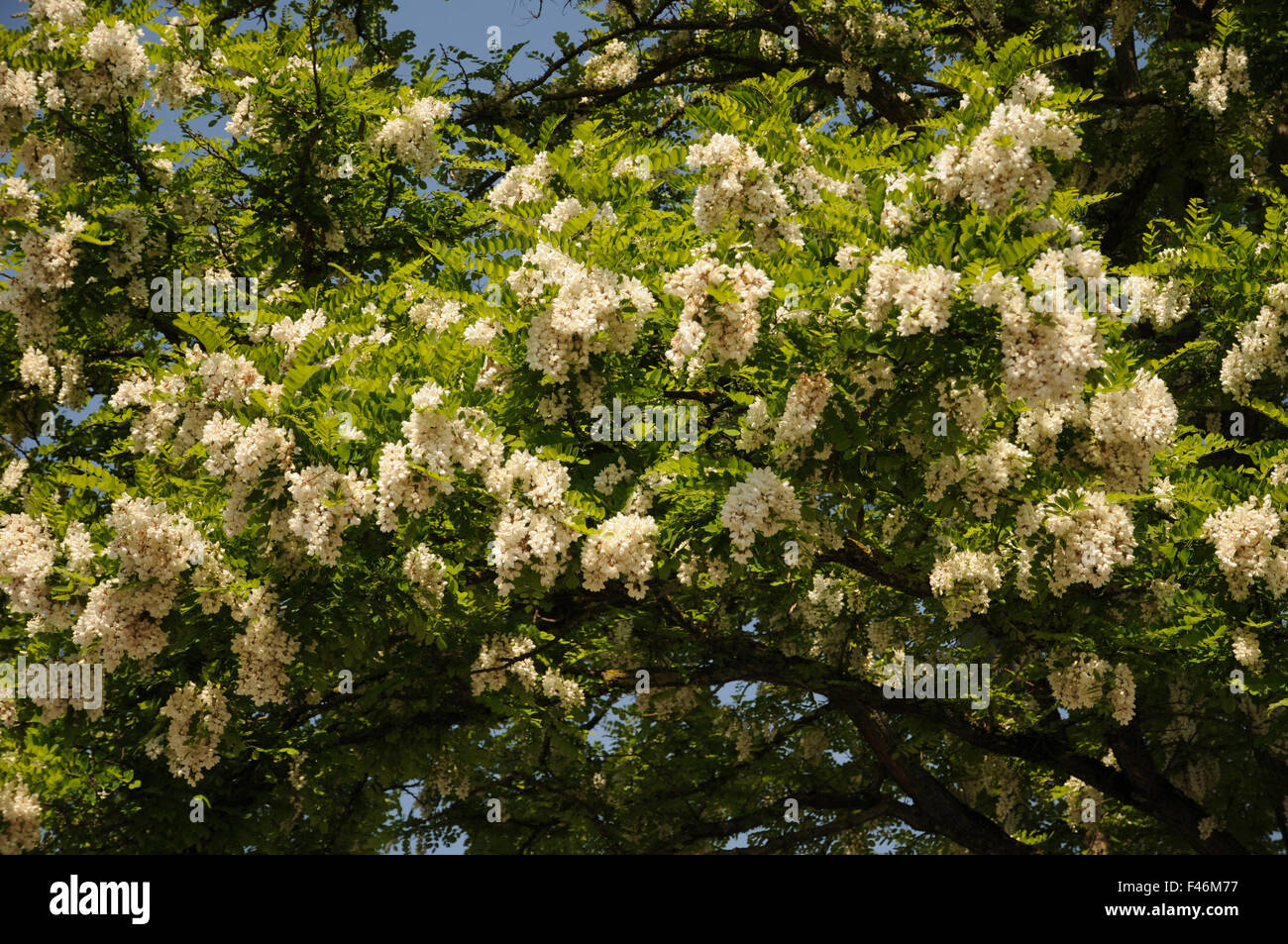 Locusts at tree trunk hi-res stock photography and images - Alamy