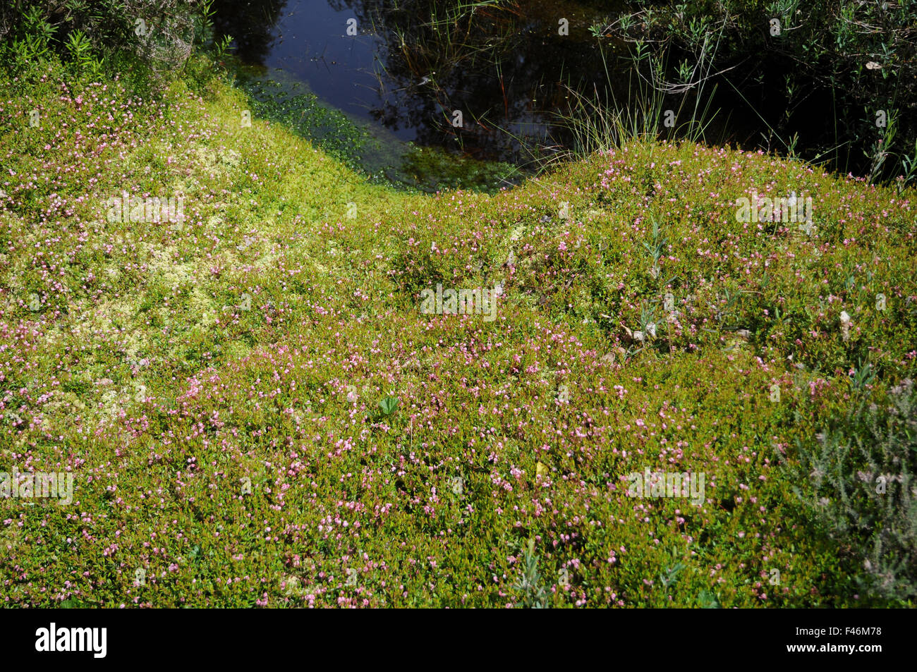 Moorbeere High Resolution Stock Photography and Images - Alamy