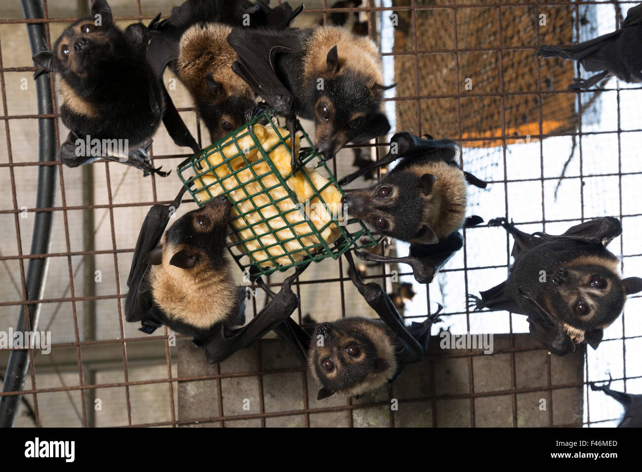 Spectacled flying foxes (Pteropus conspicillatus) in aviary at feeding ...