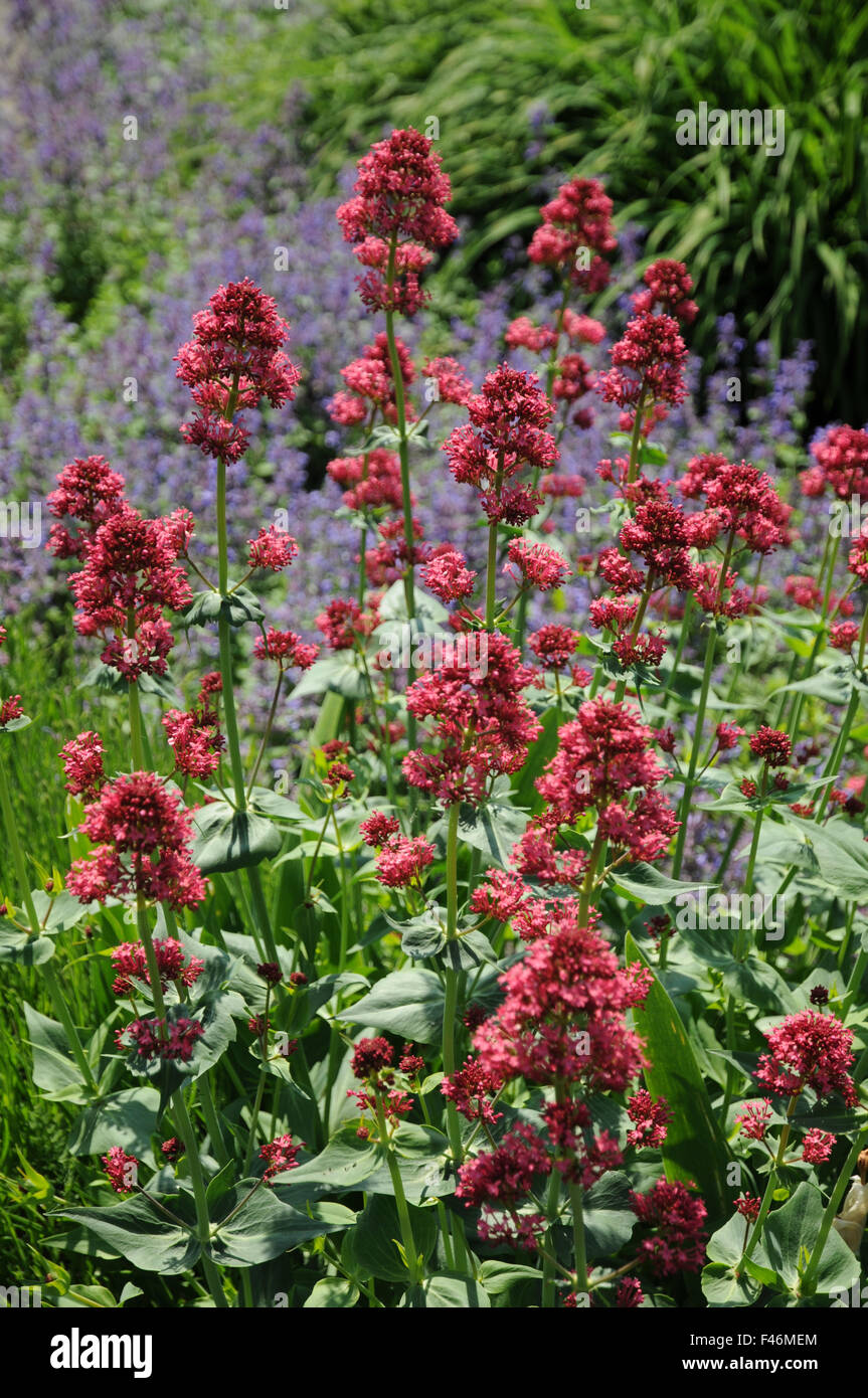 Centranthus rubra hi-res stock photography and images - Alamy