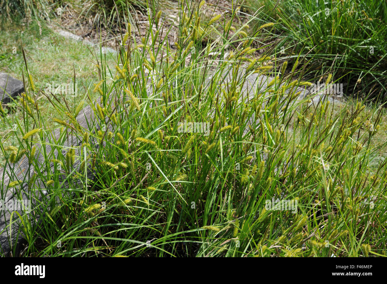 Blister sedges hi-res stock photography and images - Alamy