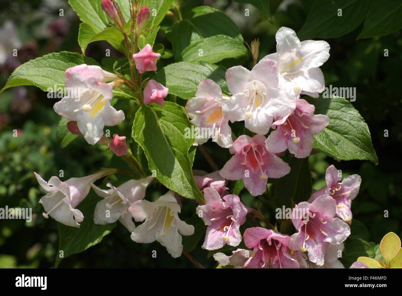 Weigelas hi-res stock photography and images - Alamy