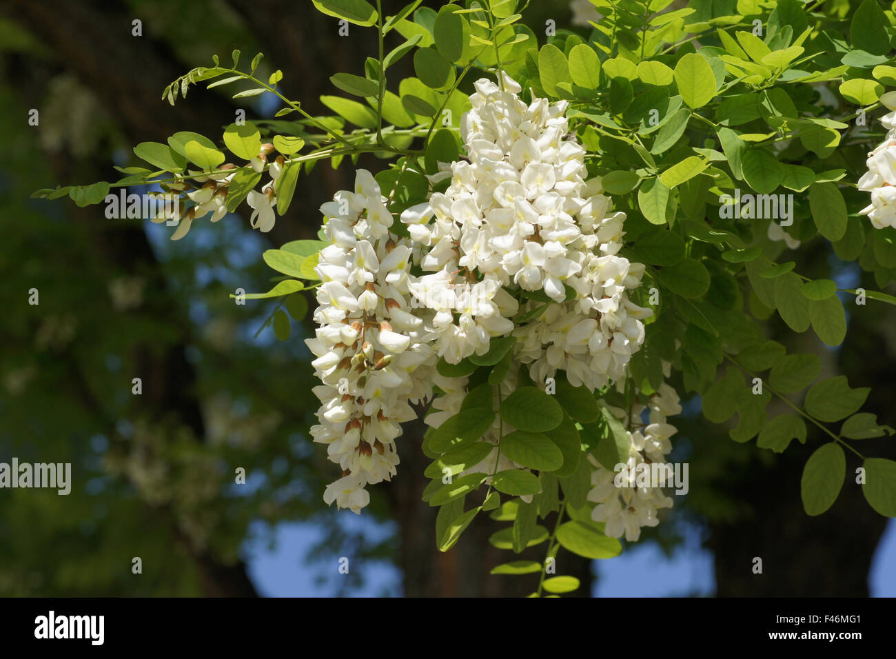 Locusts at tree trunk hi-res stock photography and images - Alamy