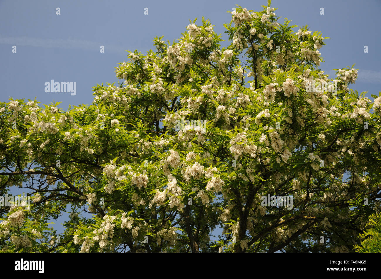Locusts at tree trunk hi-res stock photography and images - Alamy