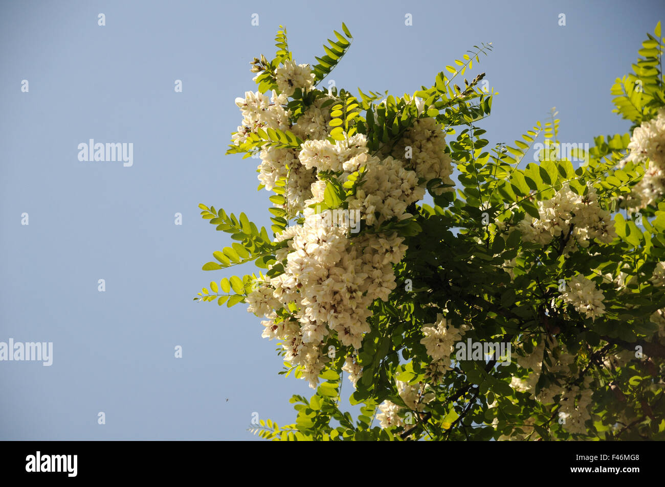 Locusts at tree trunk hi-res stock photography and images - Alamy