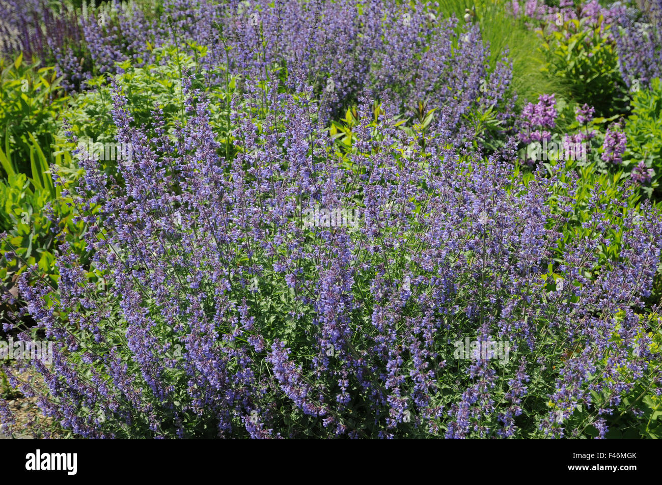 Catmints hi-res stock photography and images - Alamy