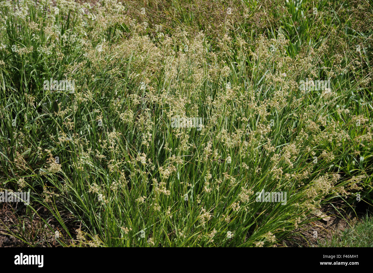 White wood rush Stock Photo - Alamy