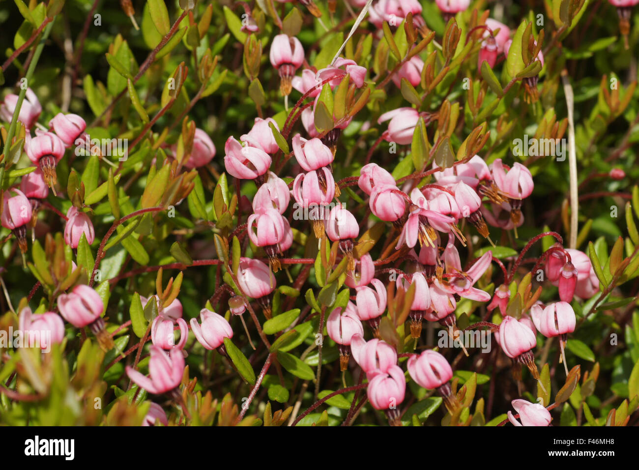 Moorbeere hi-res stock photography and images - Alamy