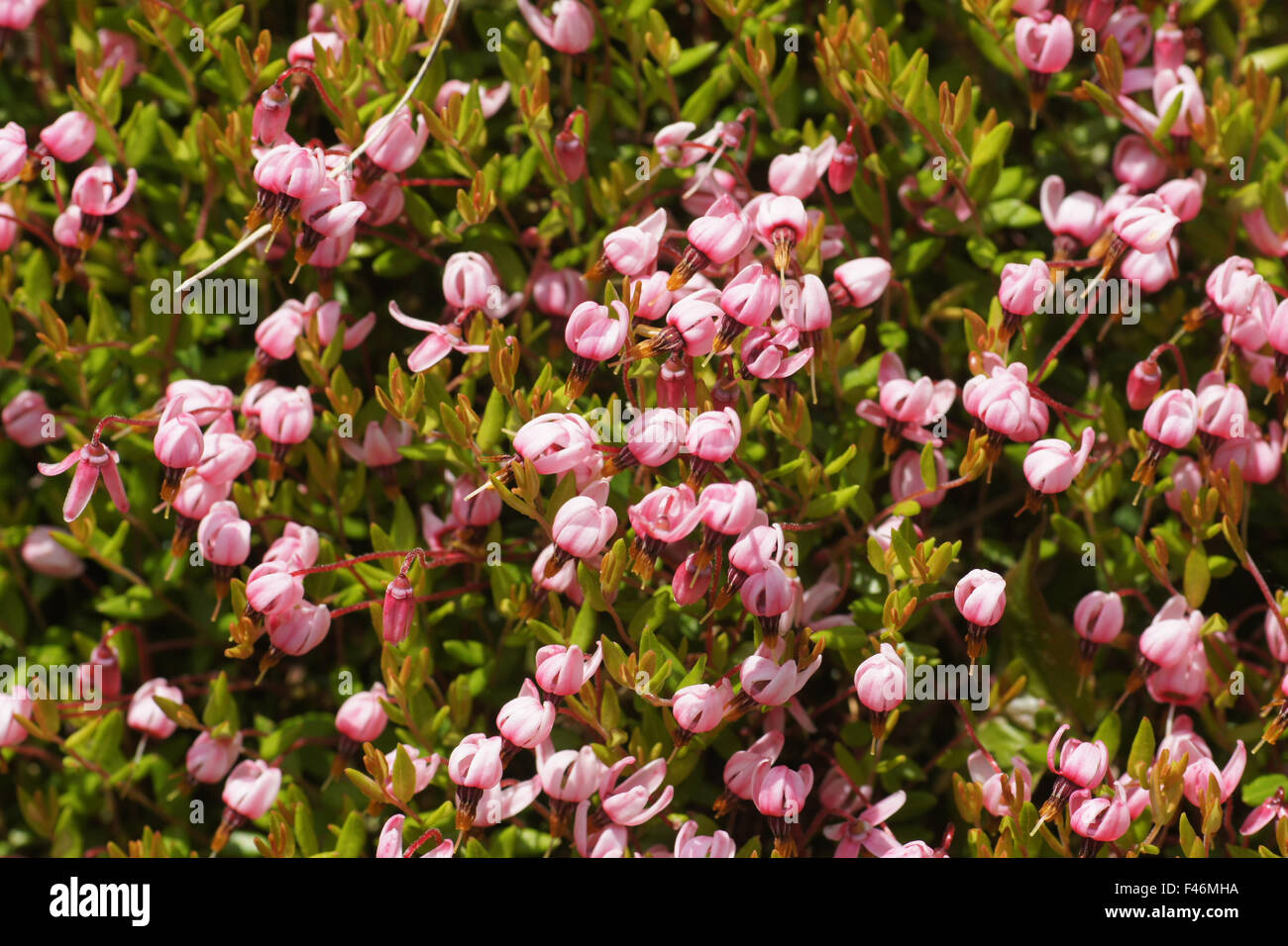 Moorbeere High Resolution Stock Photography and Images - Alamy