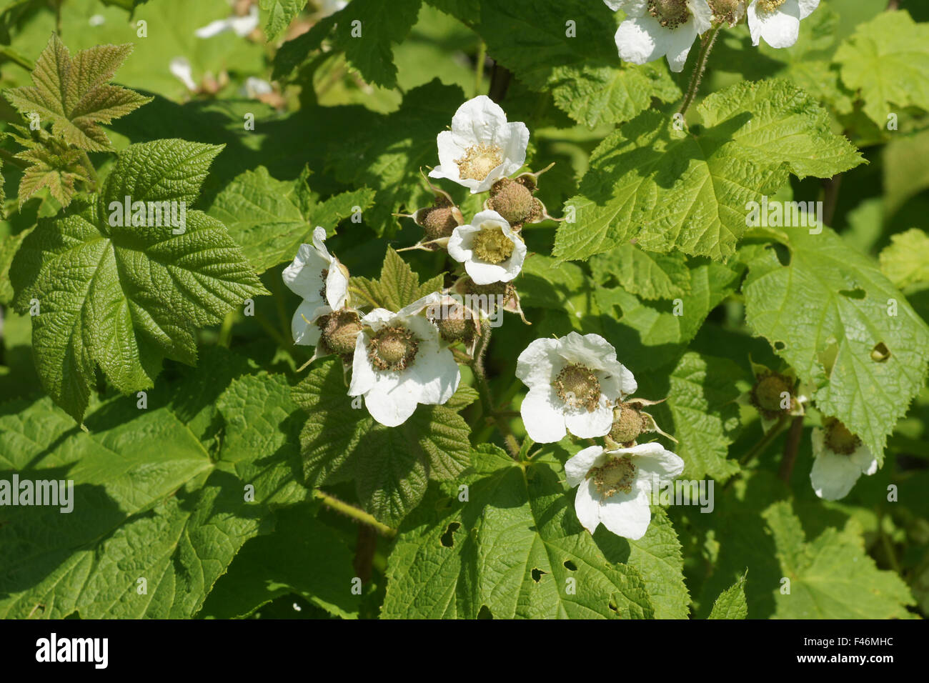 Thimbleberry hi-res stock photography and images - Alamy