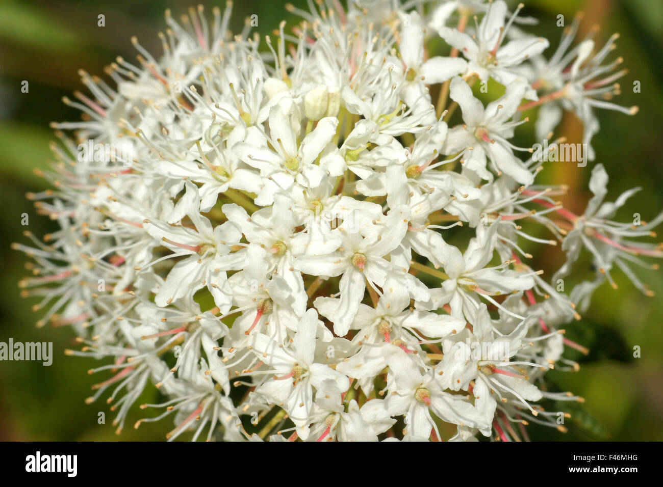 Marsh labrador tea Stock Photo - Alamy