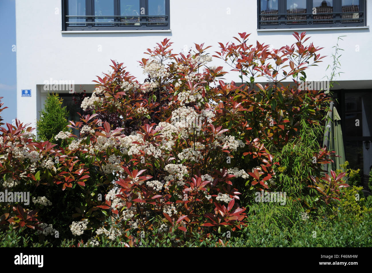 Photinia red robin flowers hi-res stock photography and images - Alamy
