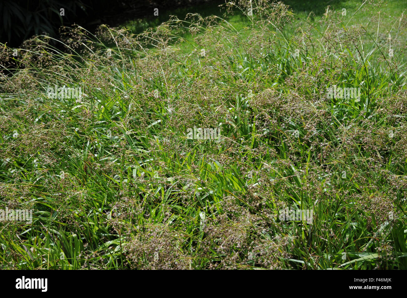 Great wood rush luzula sylvatica hi-res stock photography and images ...