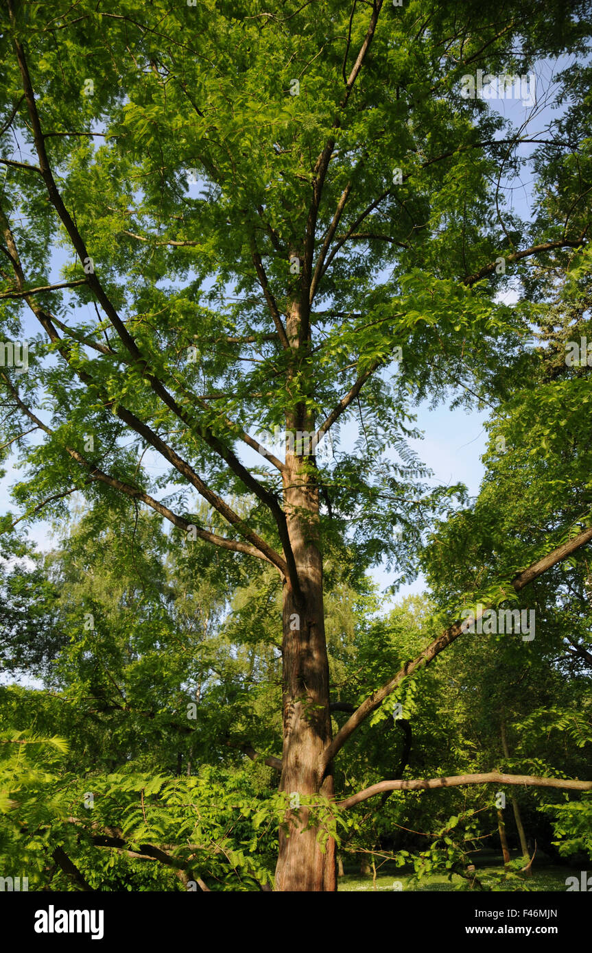 Chinese redwood hi-res stock photography and images - Alamy