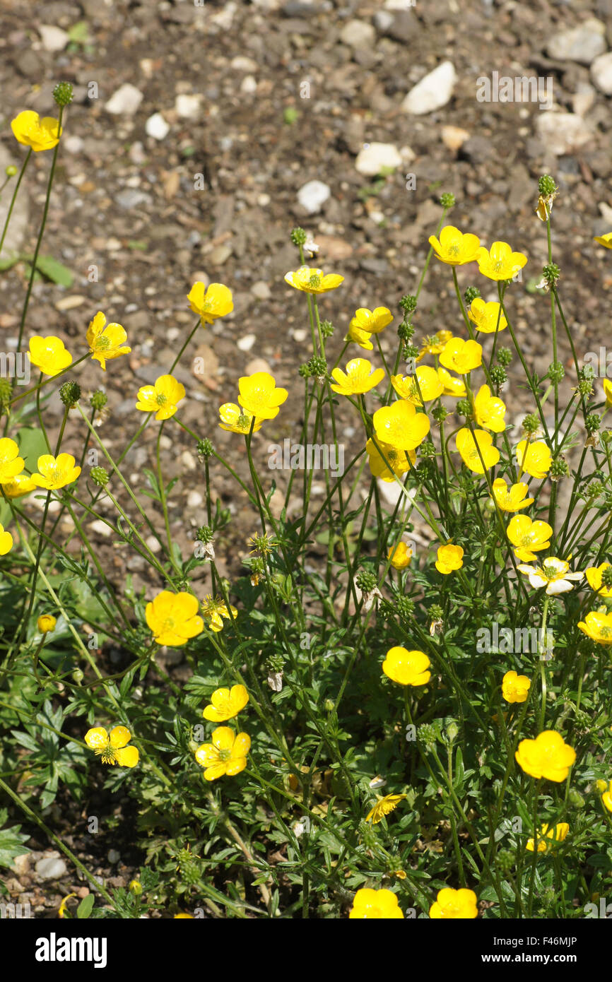 Ranunculus sartorianus, Buttercup Stock Photo - Alamy