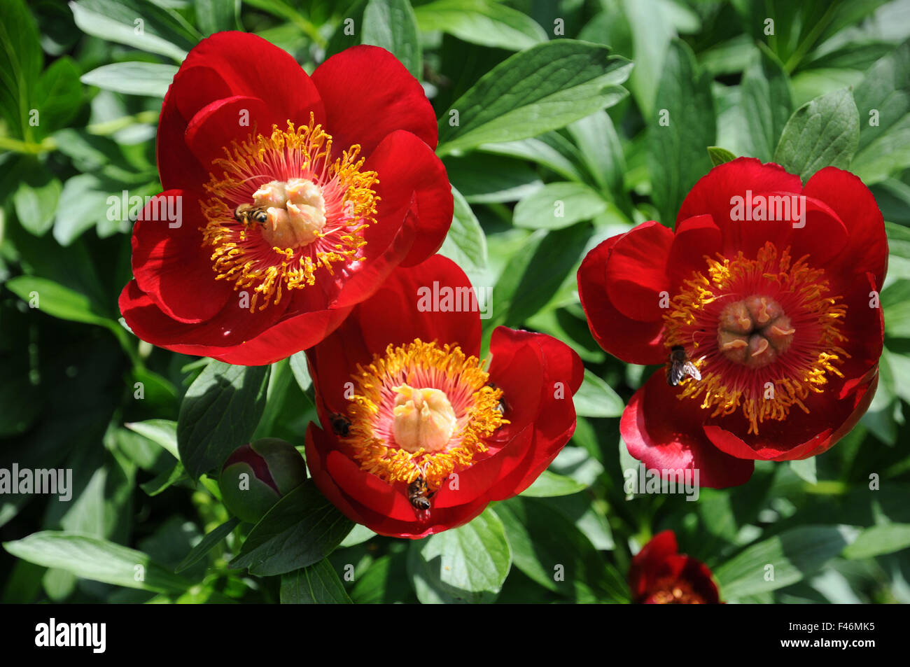 Single peony hi-res stock photography and images - Alamy