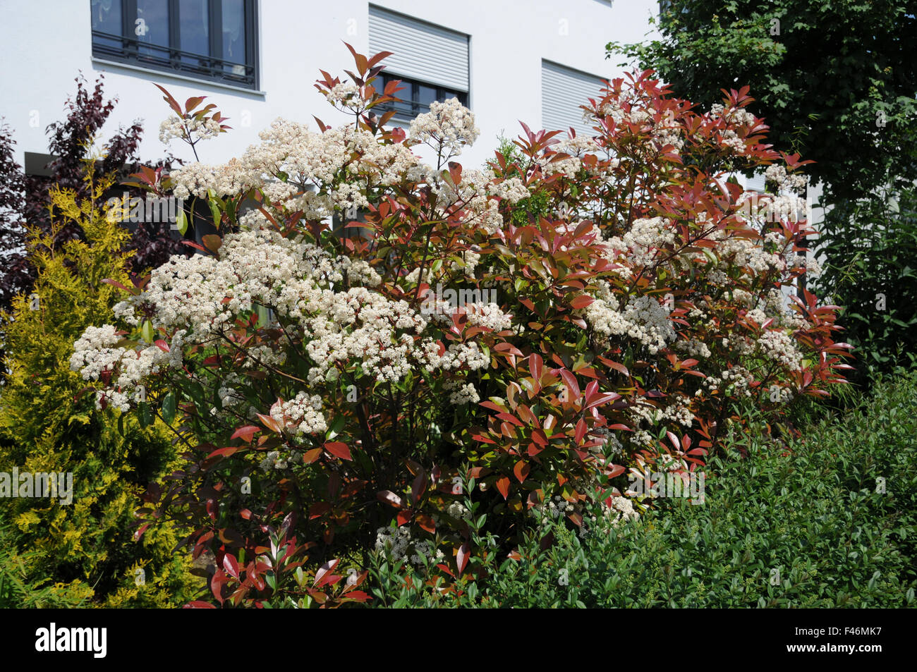 Photinia red robin bush hi-res stock photography and images - Alamy