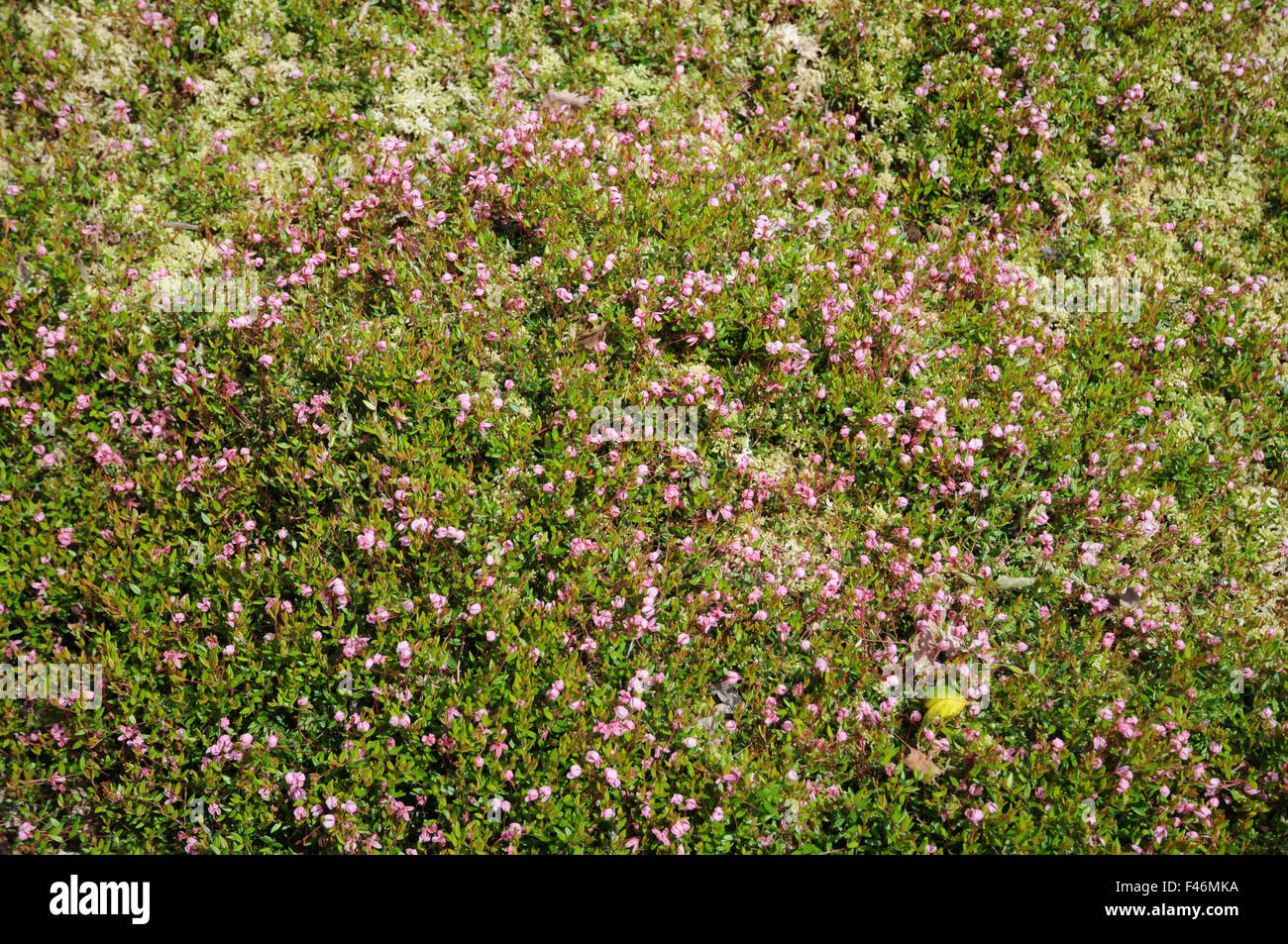 Moorbeere High Resolution Stock Photography and Images - Alamy