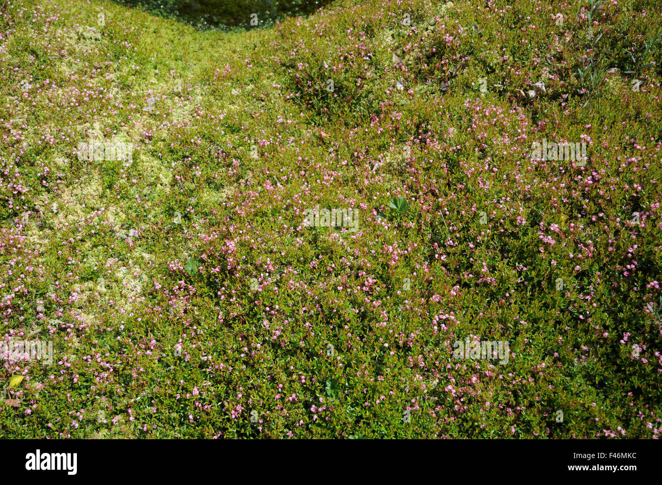 Moorbeere High Resolution Stock Photography and Images - Alamy