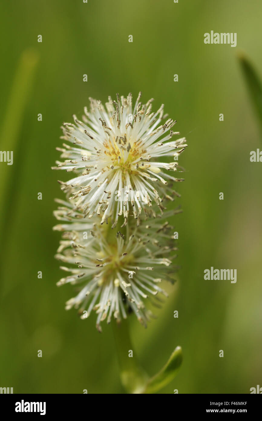 Simple bur reed hi-res stock photography and images - Alamy