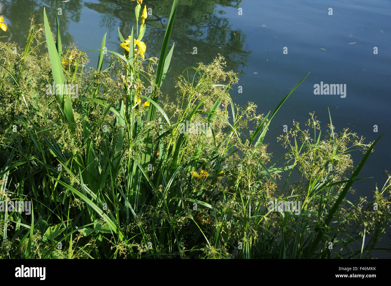 Burush hi-res stock photography and images - Alamy